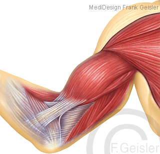 Arm, Schulter und Oberarm