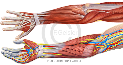 Arm, Oberarm, Unterarm und Hand