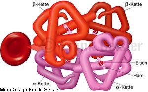 Blut, Blutbildung und Blutbestandteile