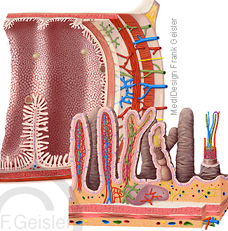 Darm, Dünndarm und Dickdarm