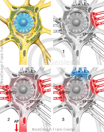 Übertragung Erregung durch Synapse