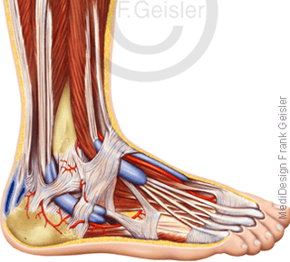 Spreizfuß, Fehlstellung am Fuß