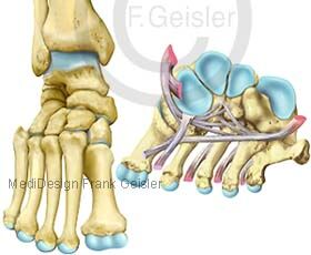 Fuß, Fußskelett und seine Teile