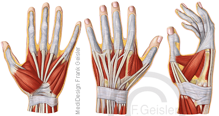 Arm, Oberarm, Unterarm und Hand