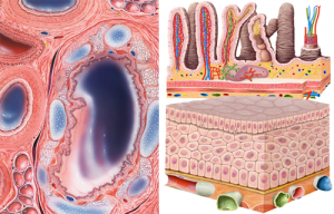 Anatomie des Menschen - Organsysteme - Physiologie