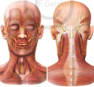 Hals, Muskeln und Halseingeweide