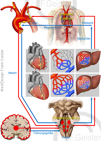 Kreislaufregulation, Regulation Blutstrom