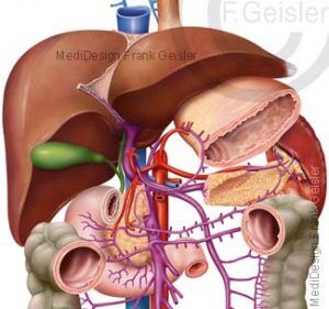 Venen, Venensystem im Blutkreislauf