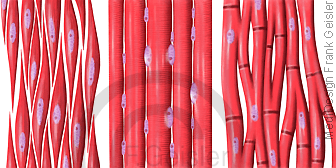 Muskulatur, Muskeln des Menschen