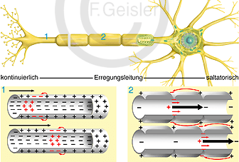 Nerven, Erregung und Erregungsleitung