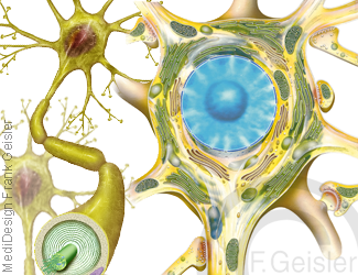 Nerven, Erregung und Erregungsleitung