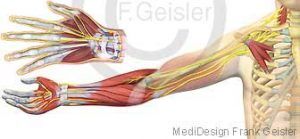 Rückenmark mit Halsgeflecht und Armgeflecht