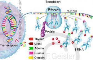 Proteinbiosysnthese, Transkription und Translation