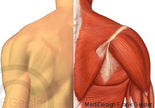 Schulter, Schultergelenk und Achselhöhle
