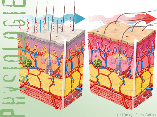 Anatomie des Menschen - Organsysteme - Physiologie